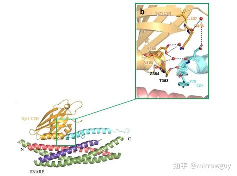 使用pymol软件制作文献中的蛋白质结构图 知乎