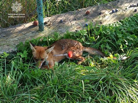 У Тернополі поліцейські врятували лисеня Терміново новини Тернополя