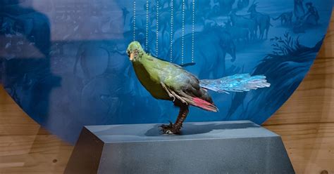 Classification Of Birds Classification Of Birds