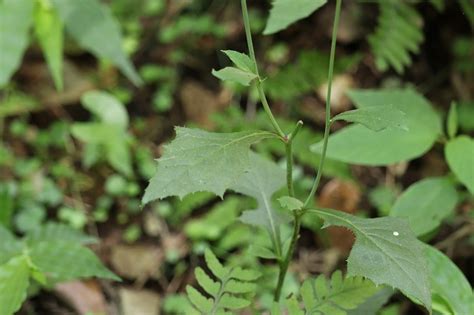 奥多摩の花ヤマニガナ フツウの生活