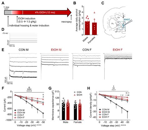 Sex Dependent Current Responses To Membrane Hyperpolarization In Monkey Download Scientific