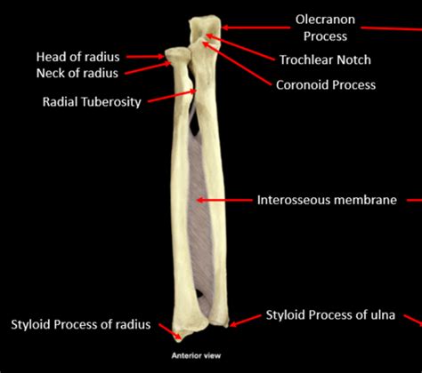 Interosseous Membrane