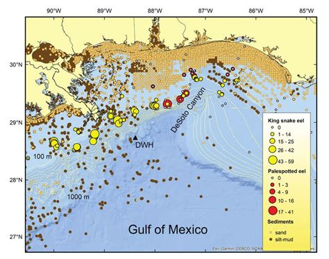 Spatial Ecology And Habitat Partitioning Of Two Sympatric Ophichthid Eel Species In The Gulf Of