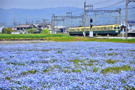 ネモフィラと北勢線 拓海パパのブログ