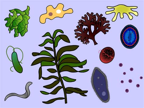 Protists Diagram Quizlet