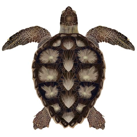 Loggerhead Turtle Caretta Caretta Marinewise