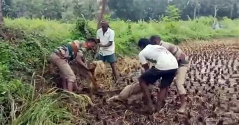 மாரண்டஹள்ளி அருகே நெல் வயலில் பதுங்கியிருந்த 15 அடி நீள மலைப்பாம்பு