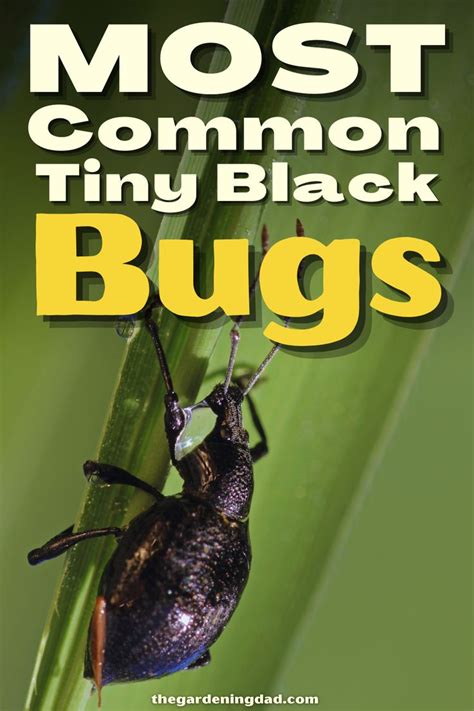 10 Most Common Black Bugs In Ohio The Gardening Dad Small Beetles