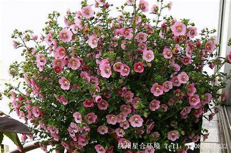 庭院养护 被月季迷住了眼庭院养护中这些花的春天你注意到了嘛