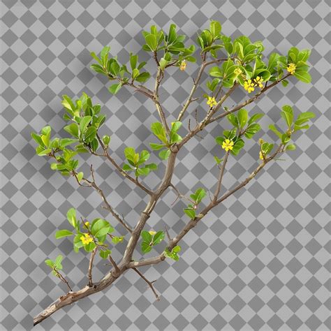 Creosote Bush Branch Small And Linear Leaves That Are Arrang Isolated