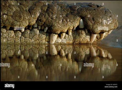 Nile Crocodile Crocodylus Niloticus Close Up Of Mouth And Teeth