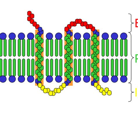 Difference Between Integral And Peripheral Proteins Definition
