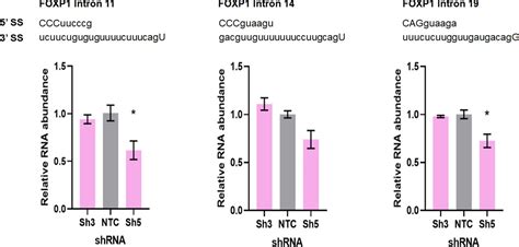Figures And Data In The Rna Helicase Ddx39b Activates Foxp3 Rna Splicing To Control T Regulatory
