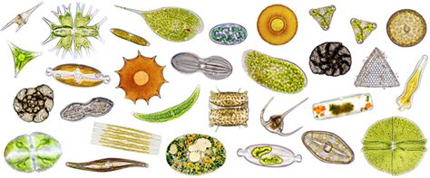 Meet The Algae And Other Microbes In Your Neighborhood Trendradars