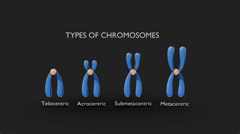 Chromosomeclassification 3d Models Sketchfab