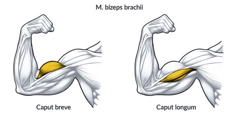 Anatomie Du Biceps Definition And Bedeutung Von Biceps