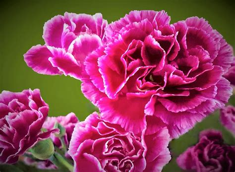 꽃들 분홍 카네이션 Pixabay의 무료 사진 Pixabay