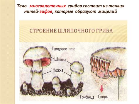 Грибы их значение в природе и жизни человека презентация онлайн