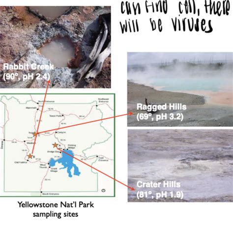 MCB C Midterm Flashcards Flashcards Quizlet