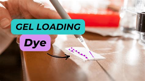 Common Issues In Dna Rna Gel Electrophoresis And Troubleshooting Genetic Education