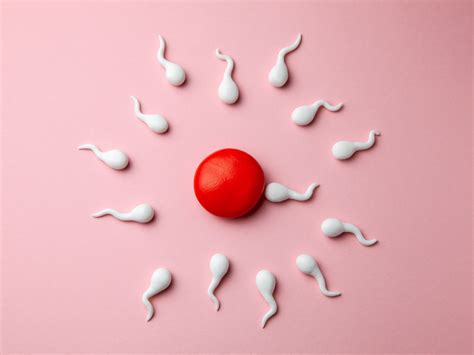 Understanding Male Fertility A Functional Medicine Approach To Root