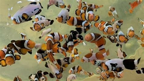 Nemos Profit Party Clownfish Breeding Makes 1 Million Baht Splash