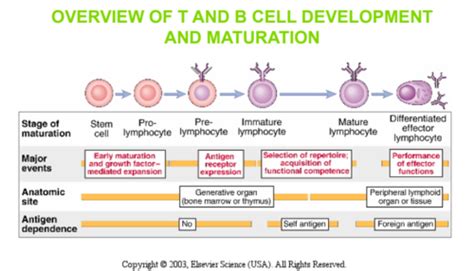 Chap 15 Flashcards Quizlet