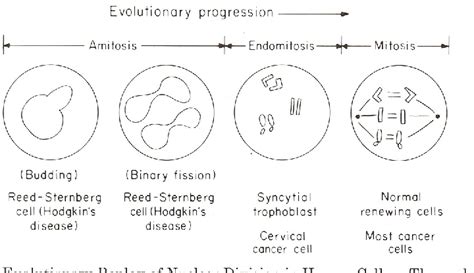 How Does Binary Fission Work Fission Biology