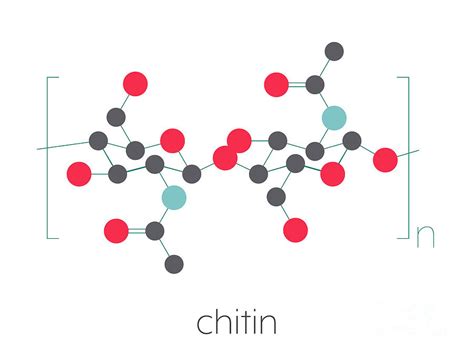 Chitin Diagram