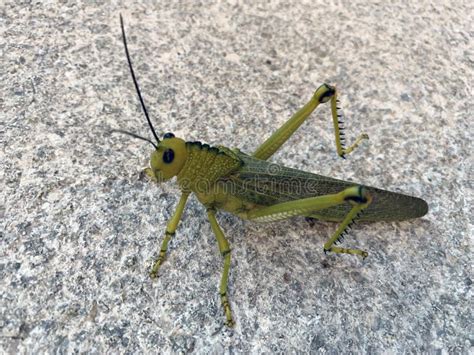 Grasshopper Testis Dissection