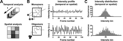 The Basis Of Fluorescence Fluctuation Analysis A Intensity Download Scientific Diagram