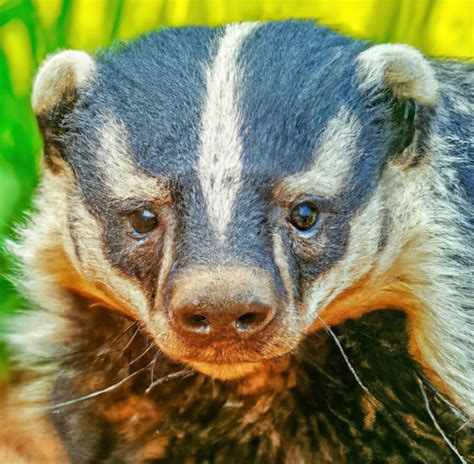Premium Ai Image Close Up Of Cute Wet Honey Badger Over Grass Created