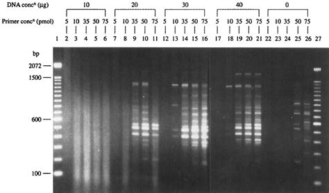 Optimisation Of The Template To Primer Ratio By Using Varying Download Scientific Diagram