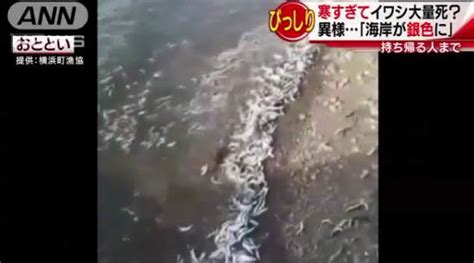 日本海岸出现诡异自然现象鱼尸体散遍布40公里