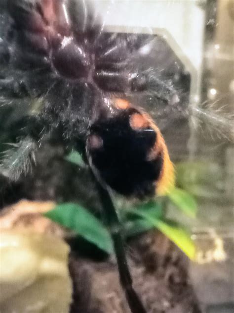 Gbb Ventral Sexing Rtarantulas