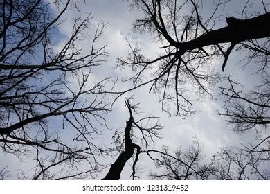 Naked Trees Without Leaves Stock Photo 1231319452 Shutterstock