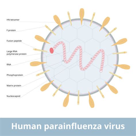 80 Human Parainfluenza Virus Illustrations Stock Illustrations