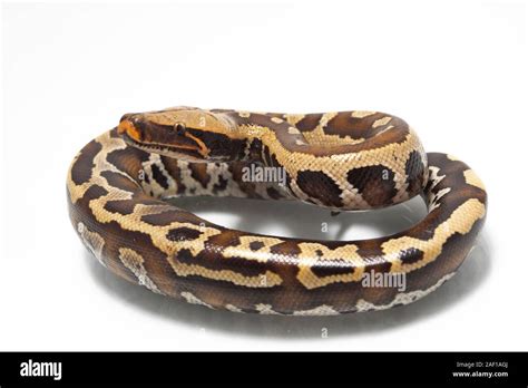 Sumatran Red Blood Python Python Curtis Curtis Commonly Known As Red Short Tailed Python A