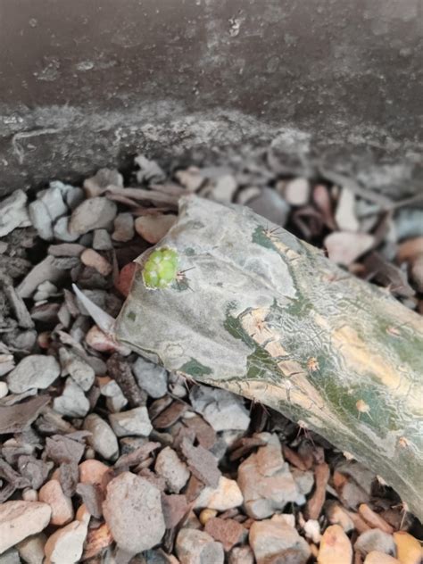 Log Method Propagation Success Rcactus