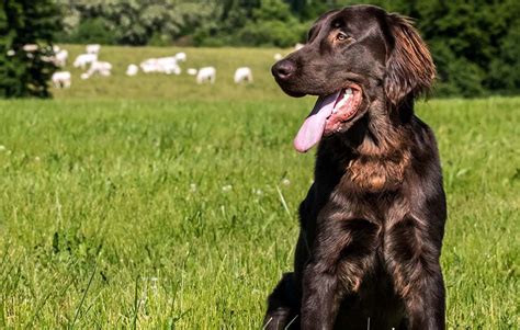 Flat Coated Retriever Breed Profile Things To Know Before Adopting A