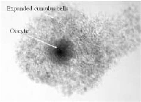 Porcine Oocyte Cumulus Complex Occ With Expanded Layers Of Cumulus