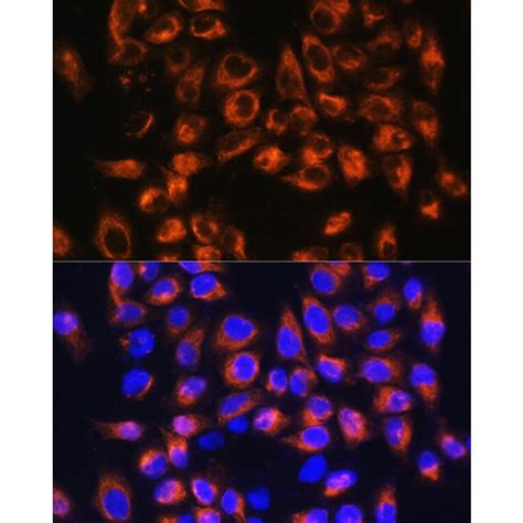 Anti C7 Antibody A14729