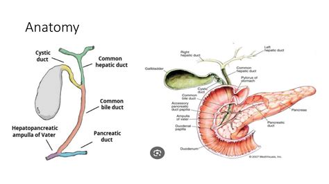 Endoscopic Retrograde Cholangiopacreatography Ercppptx