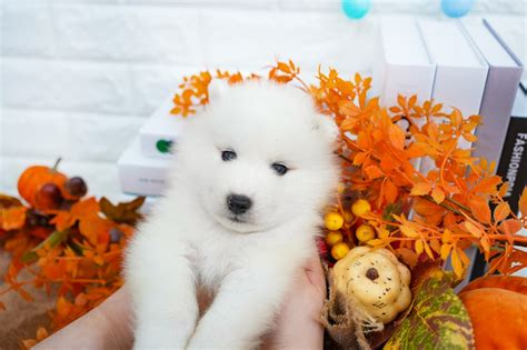 사모예드분양 사랑스러운 애기 강아지 요요 골든리트리버분양 라브라도리트리버분양 보더콜리분양 도베르만분양 사모예드분양 올드잉글리쉬쉽독분양 시베리안허스키분양 말라뮤트분양