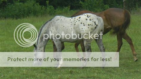 2 Days After Cutting To Mohawk Length Looking For Advice To Finish The