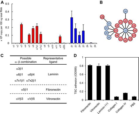 Laminin Is The Ecm Niche For Trophoblast Stem Cells Life Science Alliance