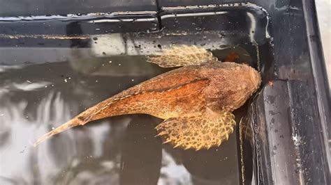 This Is Why The Stonefish Is Called The Deadliest Fish In The World