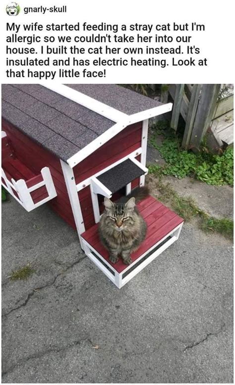 Happy Kitty 😺 9gag