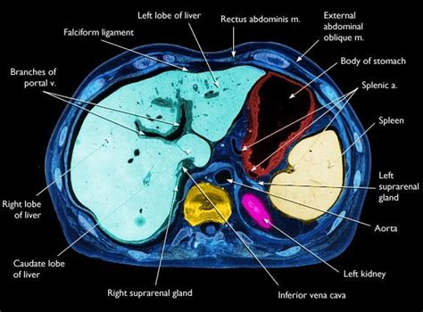 Radiological Anatomy Of Liver