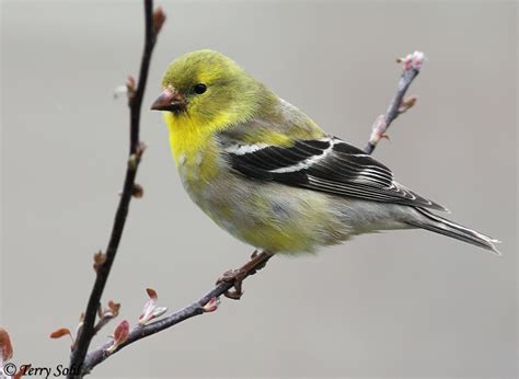 American Goldfinch Spinus Tristis Species Information Range Map